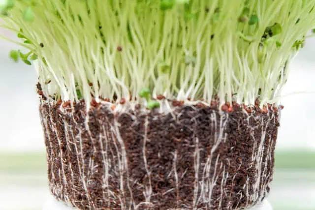 16 Benefits of Microgreens: Are They Worth the Hype? - Superfoodly